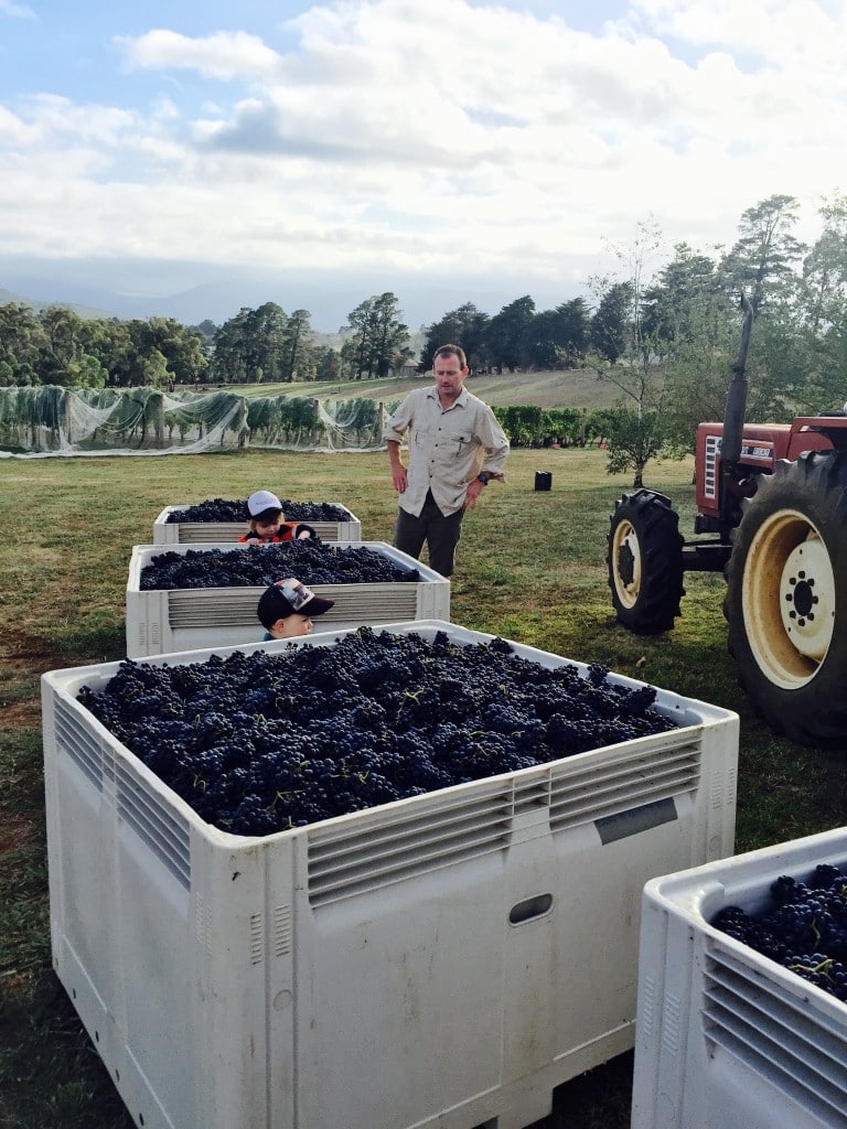 Vintage 2016 - Paynes Rise