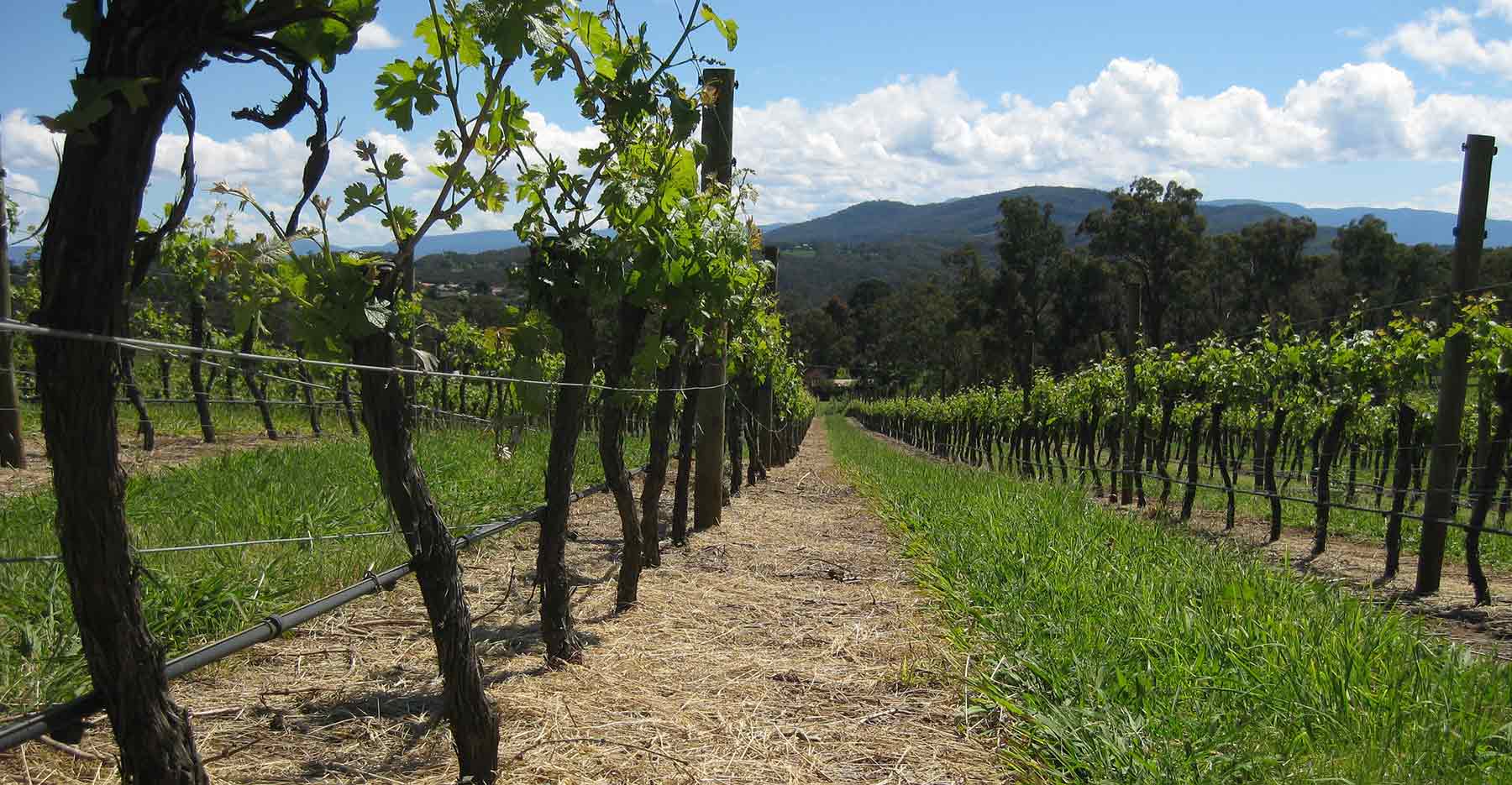 Paynes Rise Wines Yarra Valley Winery